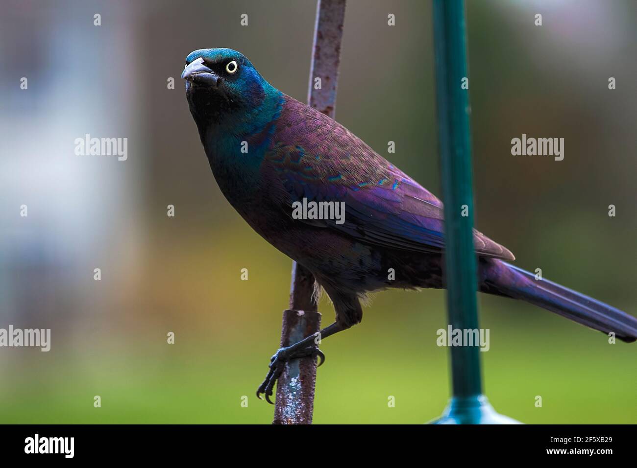 Large Common Crackle Bird by Bird Feeder Stock Photo - Alamy