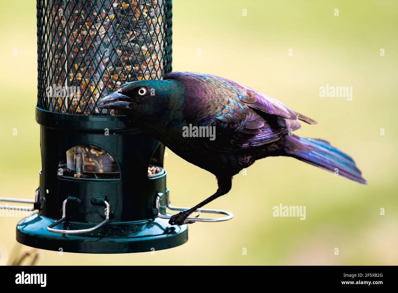 Large Common Crackle Bird by Bird Feeder Stock Photo - Alamy