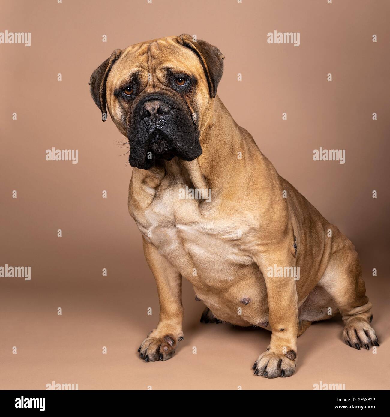 A pregnant bull mastiff dog sitting isolated on a beige background ...