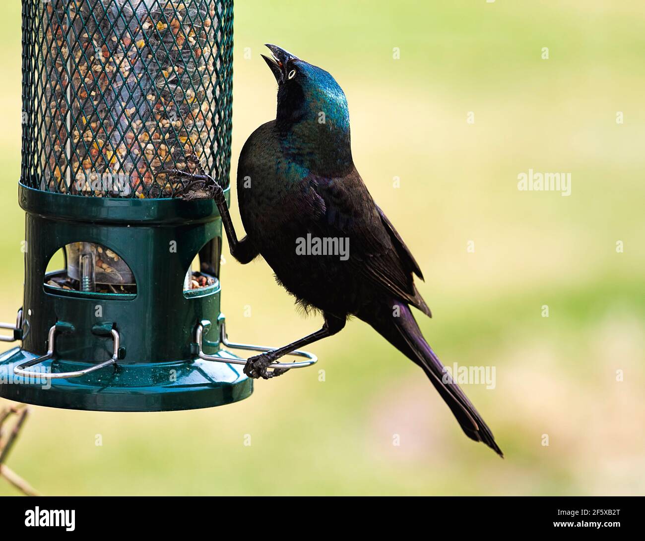 Large Common Crackle Bird by Bird Feeder Stock Photo - Alamy