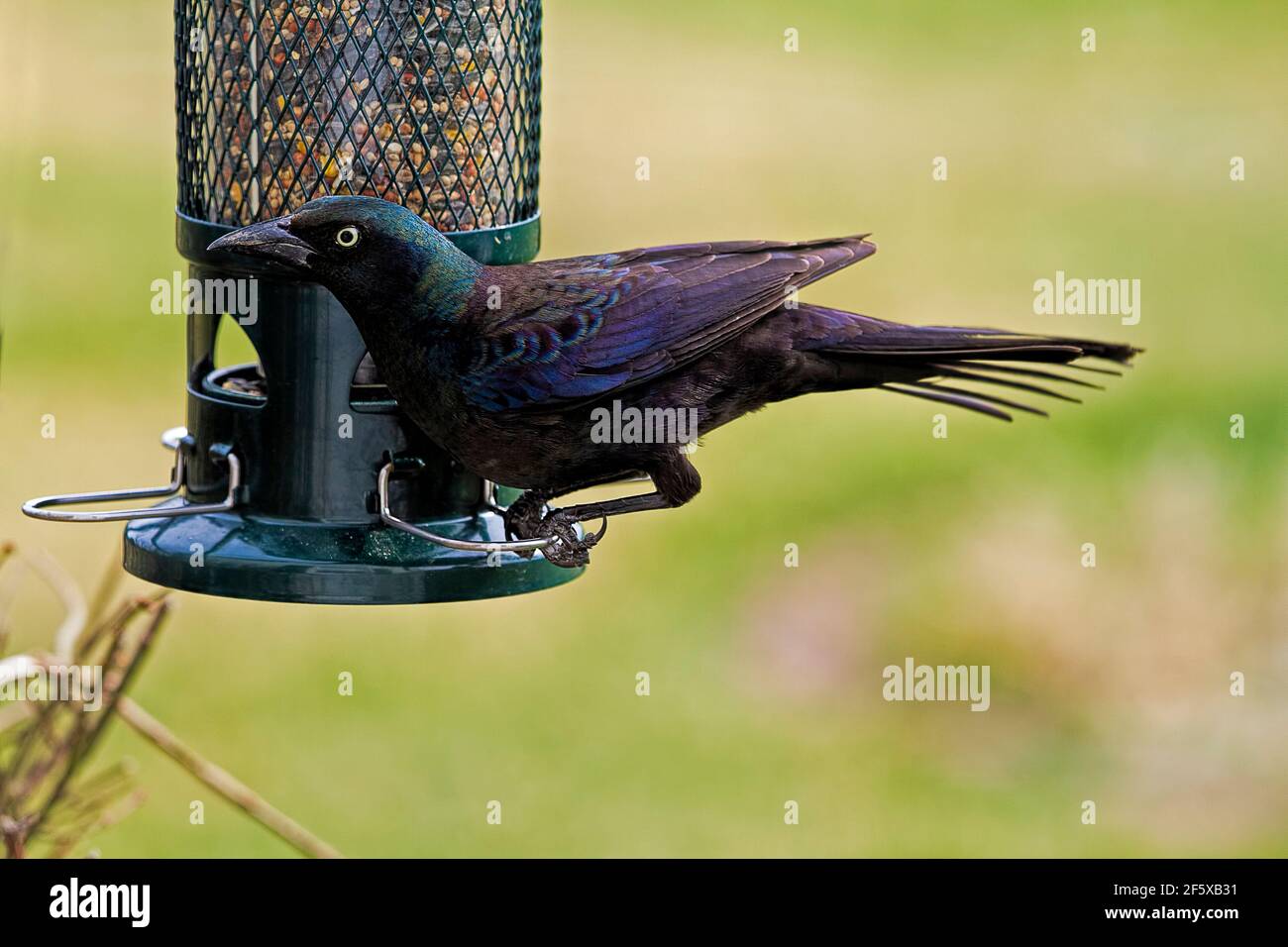 Large Common Crackle Bird by Bird Feeder Stock Photo - Alamy