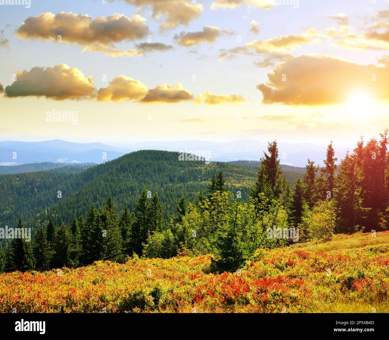 Bayerischer wald bavarian hi-res stock photography and images - Alamy