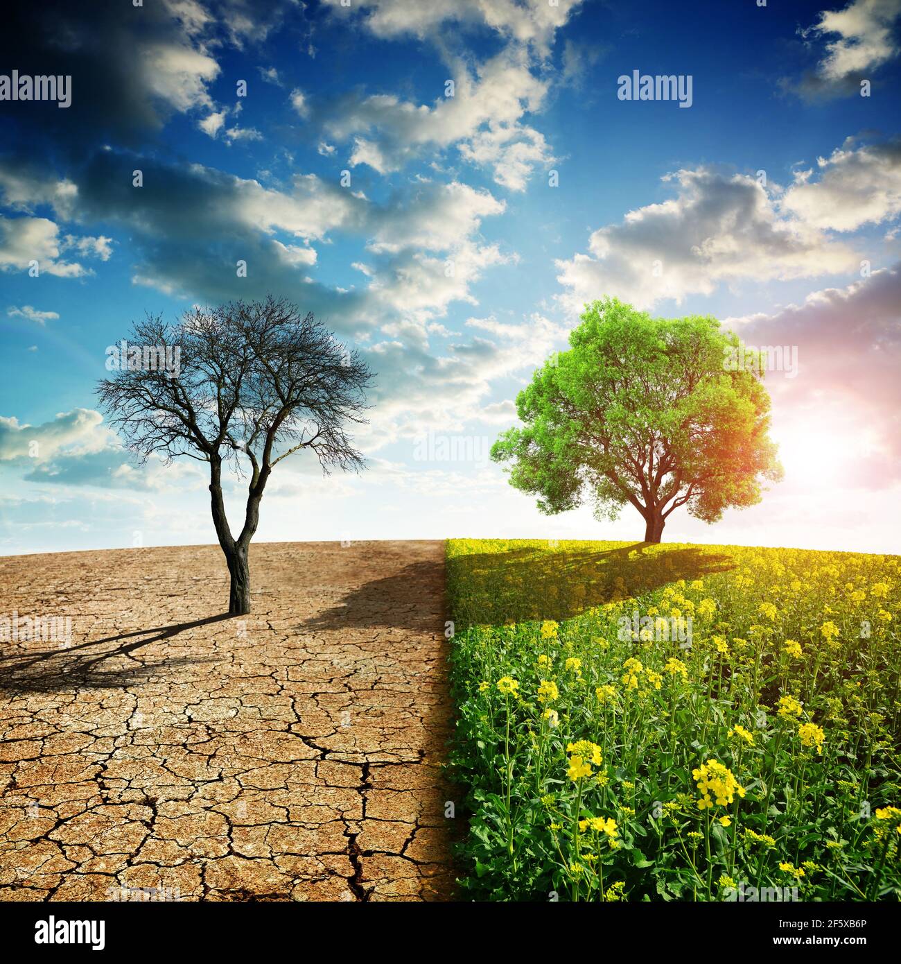 Dry country with cracked soil and rapeseed field with green tree ...