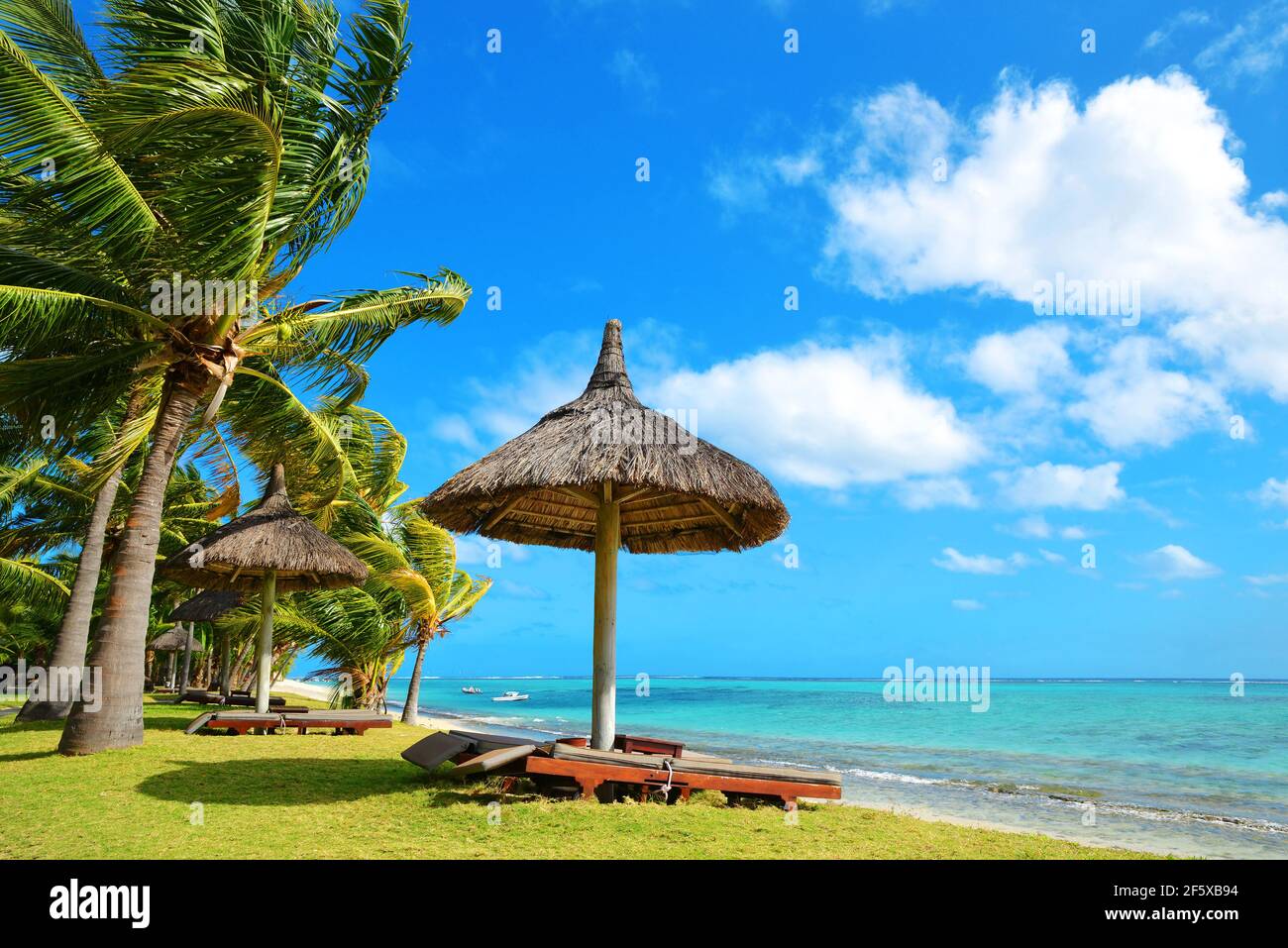 Coconut palm trees,loungers and umbrella on tropical beach in Mauritius ...