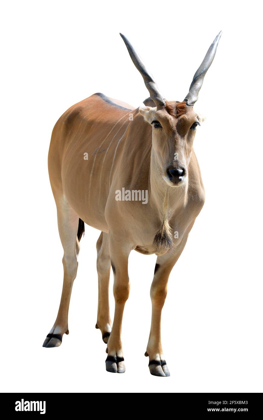 Common Eland antelope (Taurotragus oryx) isolated on white background ...