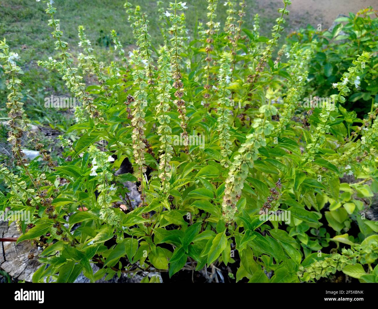 salvador, bahia, brazil - december 29, 2020: basil plant is seen in the ...