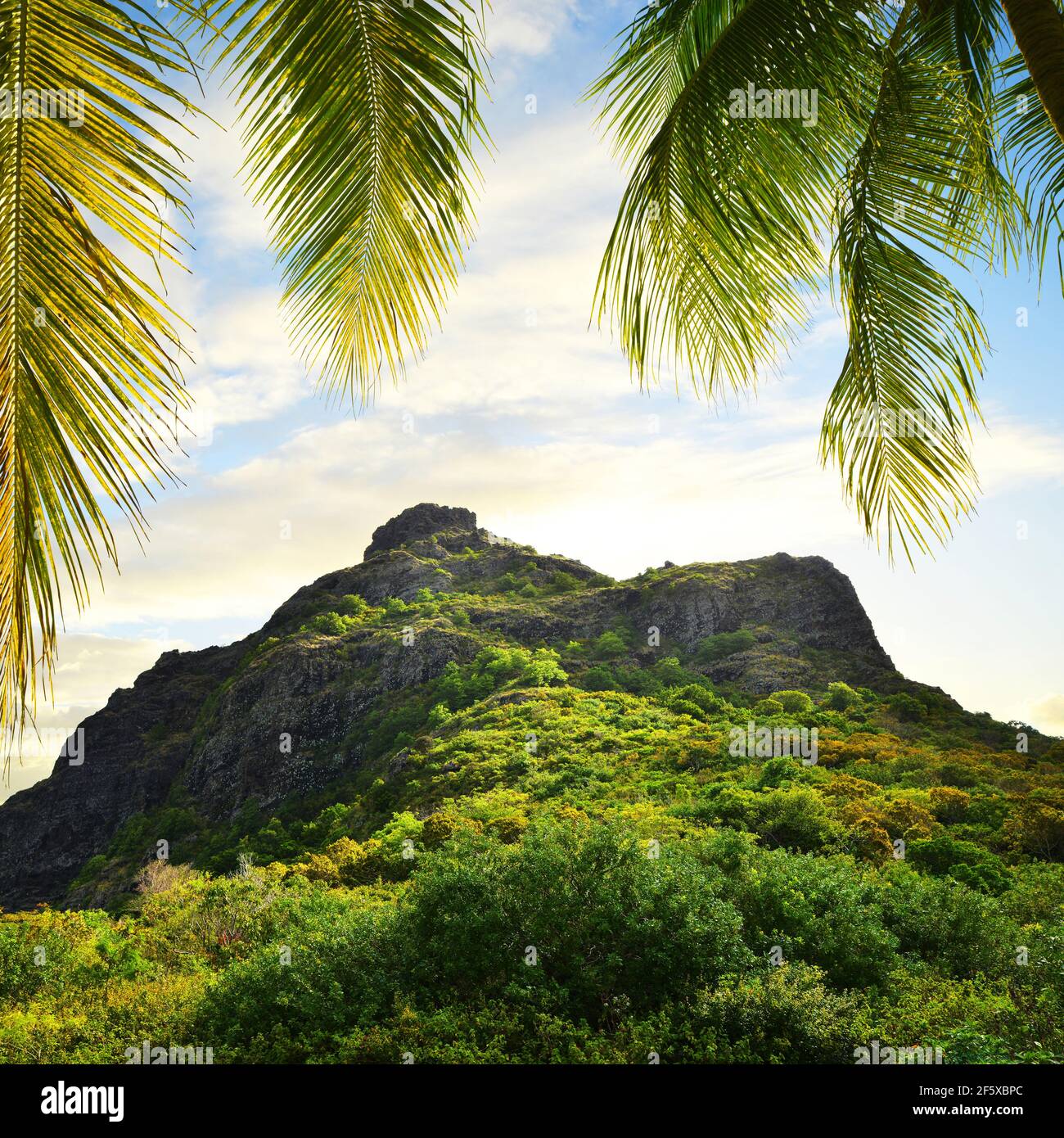 Le Morne Brabant mountain and leaves of coconut palm tree at sunrise ...