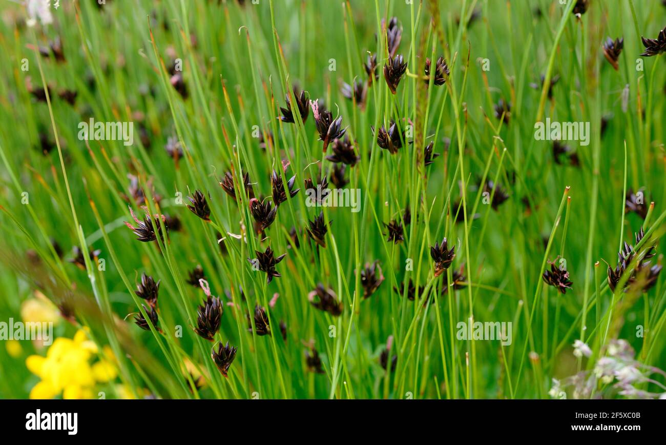 Green sepal hi-res stock photography and images - Alamy