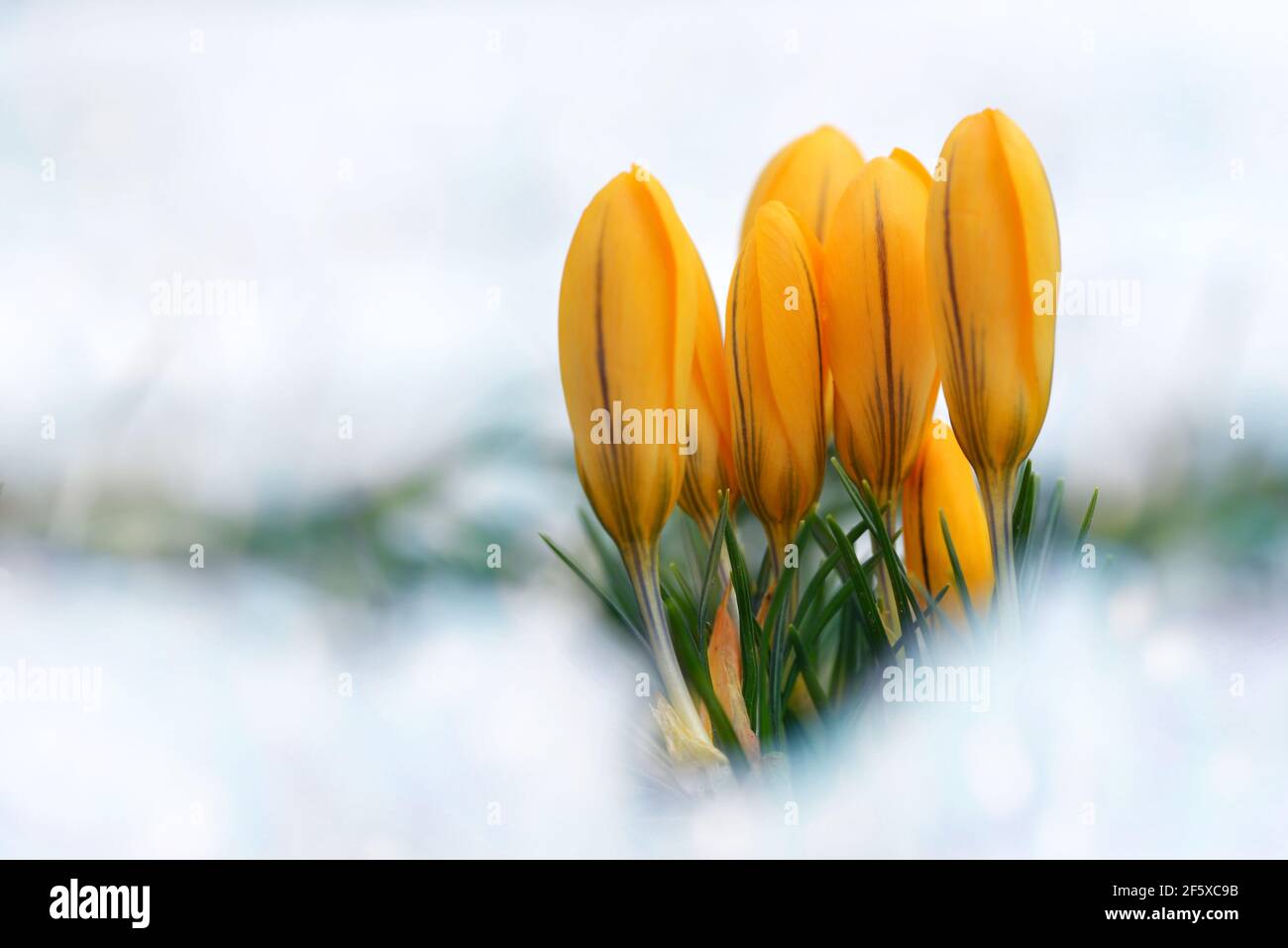 Flower petals in the snow hi-res stock photography and images - Alamy