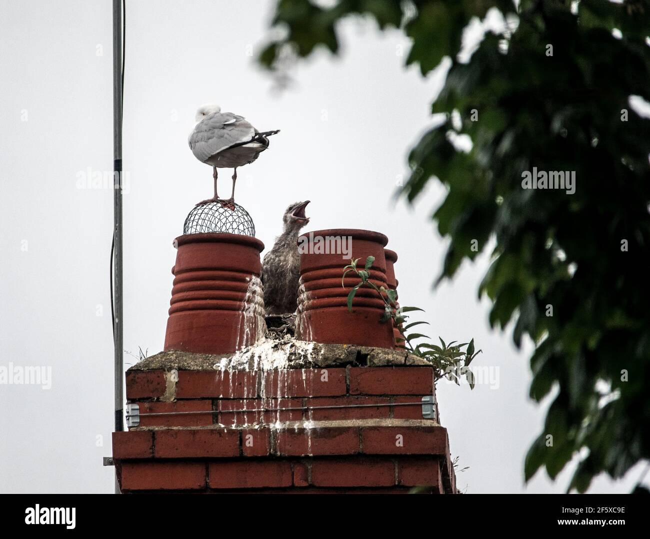 Seagull on chimney pot hi-res stock photography and images - Alamy