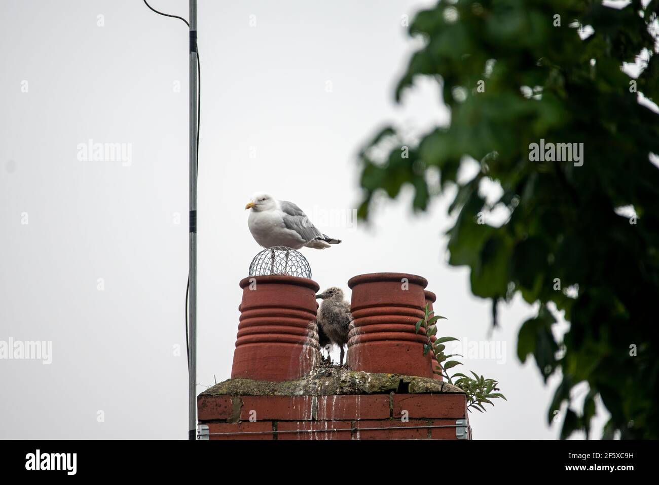Seagull on chimney pot hi-res stock photography and images - Alamy