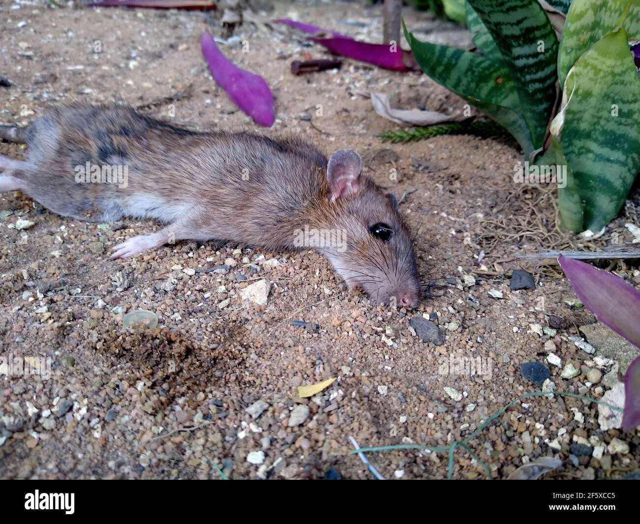 salvador, bahia, brazil - december 27, 2020: rat is seen in a garden in ...
