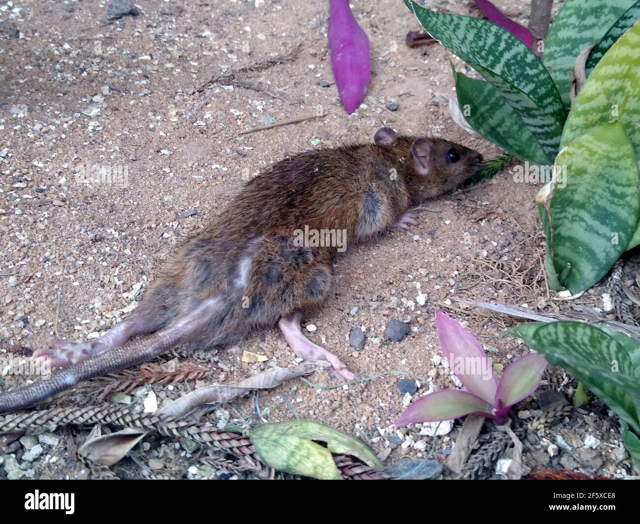 salvador, bahia, brazil - december 27, 2020: rat is seen in a garden in ...