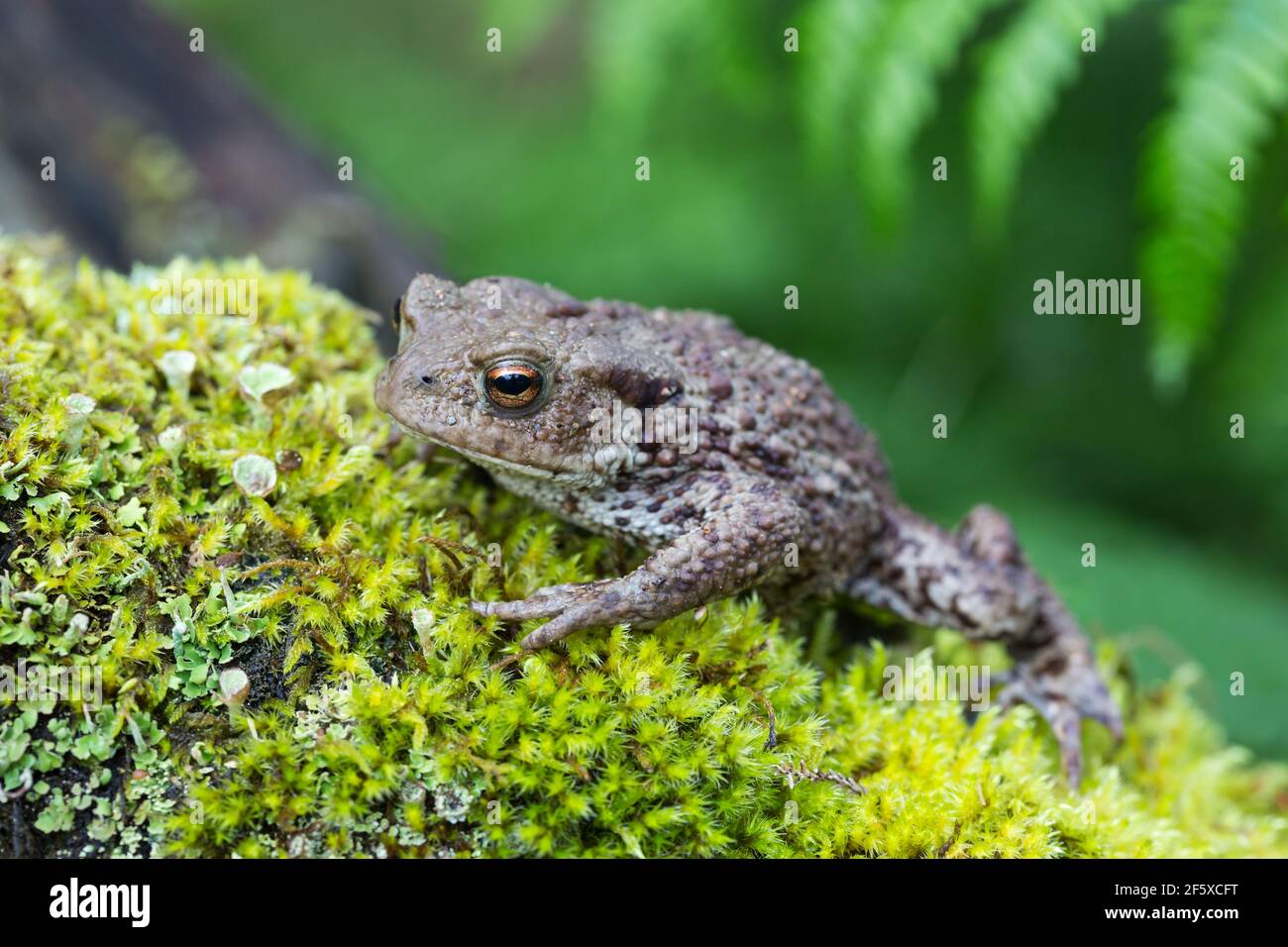 Common Toad [ Bufo bufo ] on mossy stump with fern in background Stock ...