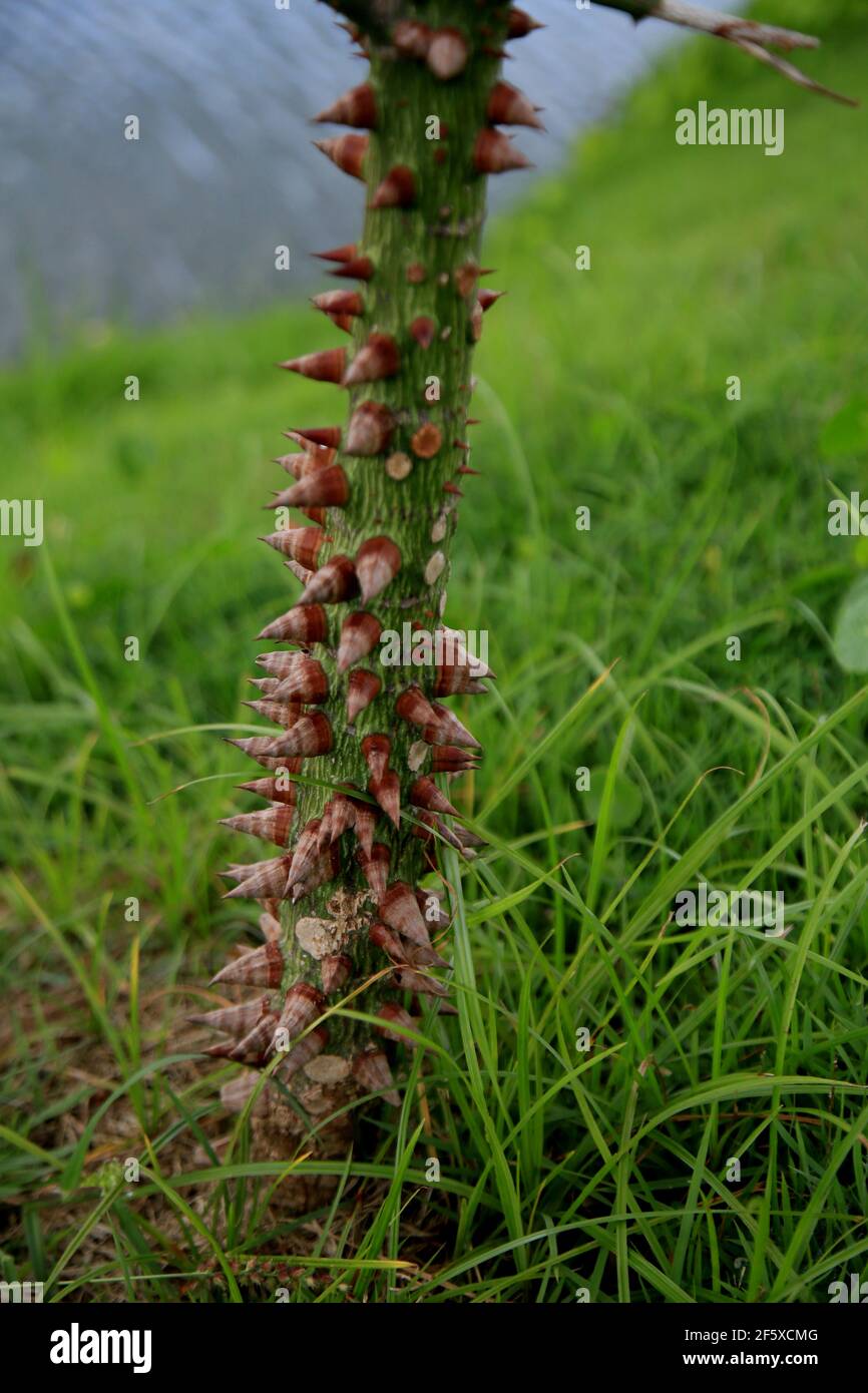 Salvador Dique Do Tororo High Resolution Stock Photography and Images ...