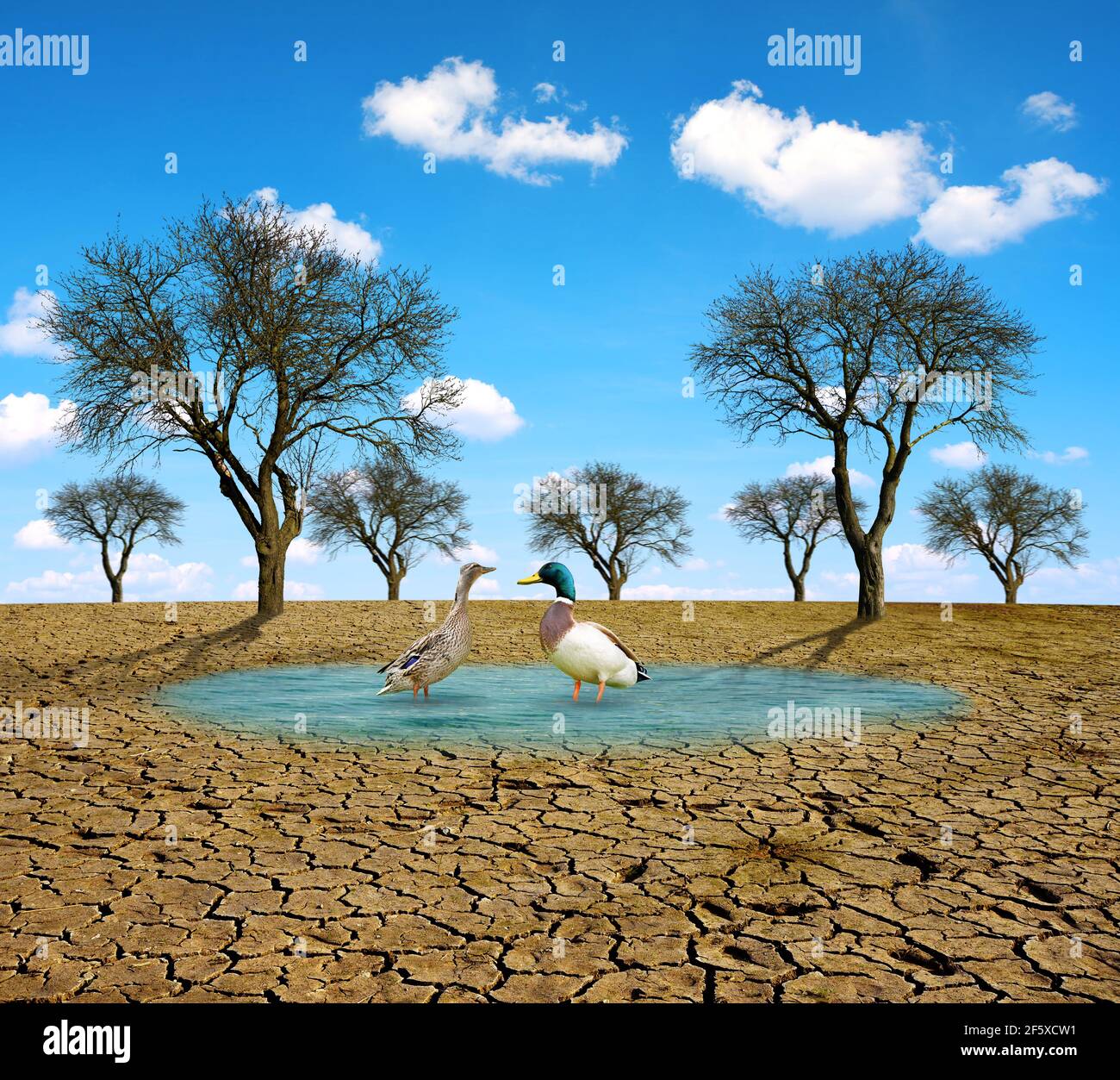 Two ducks in a drying lake with cracked earth. Global warming and ...