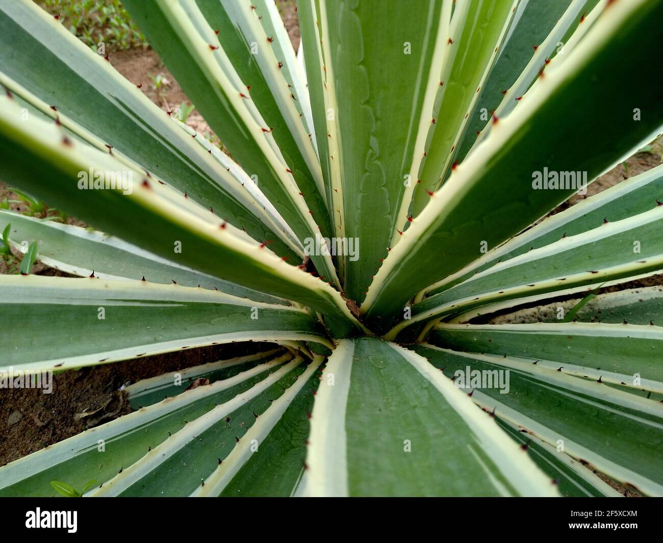 Agave angustifolia marginata hi-res stock photography and images - Alamy