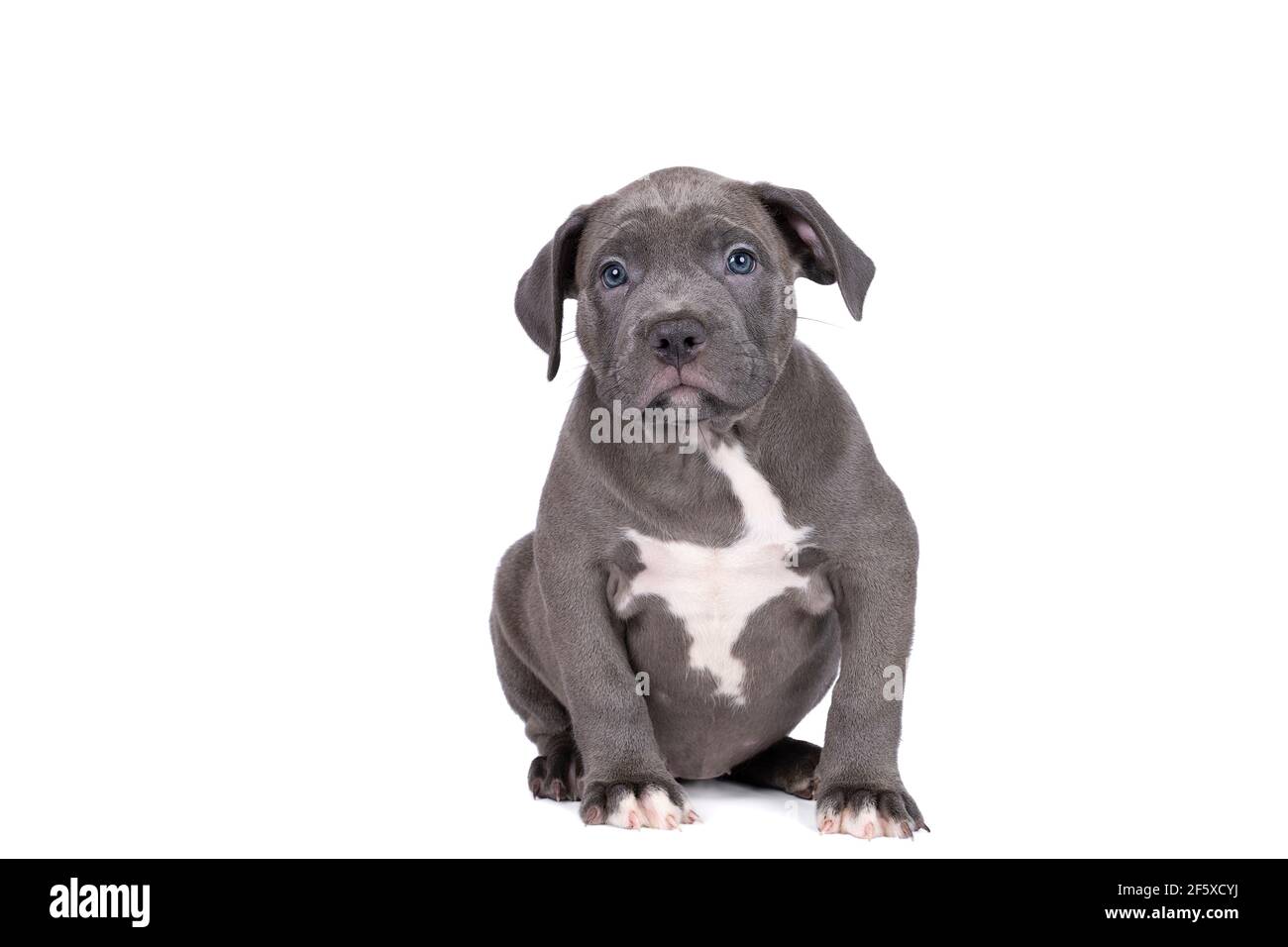 A purebred American Bully or Bulldog pup with blue and white fur lying ...