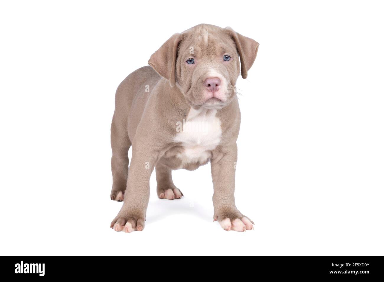 A purebred American Bully or Bulldog pup with blue and white fur lying ...