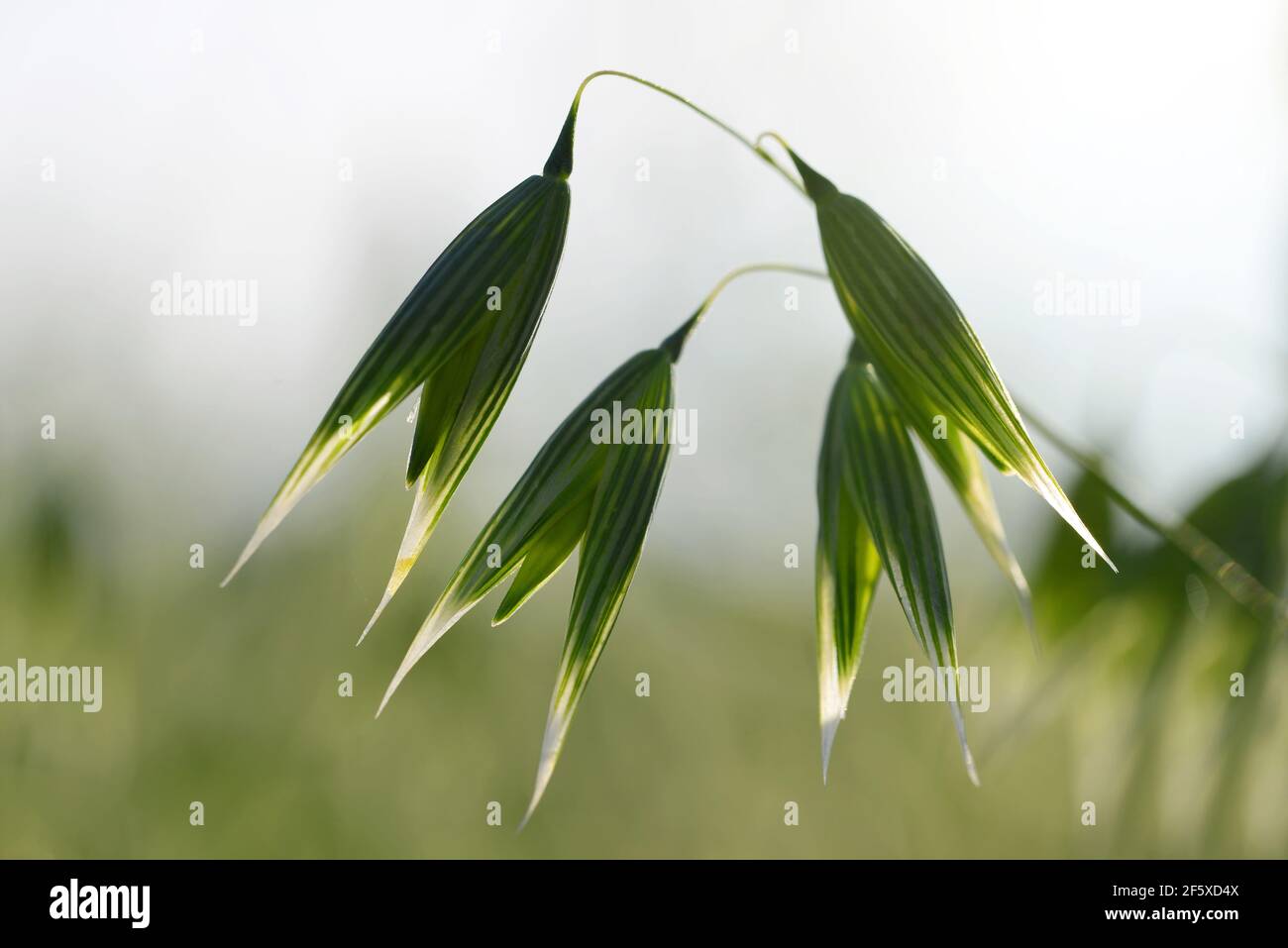 Close up view of green oats on the field. Agricultural background Stock ...