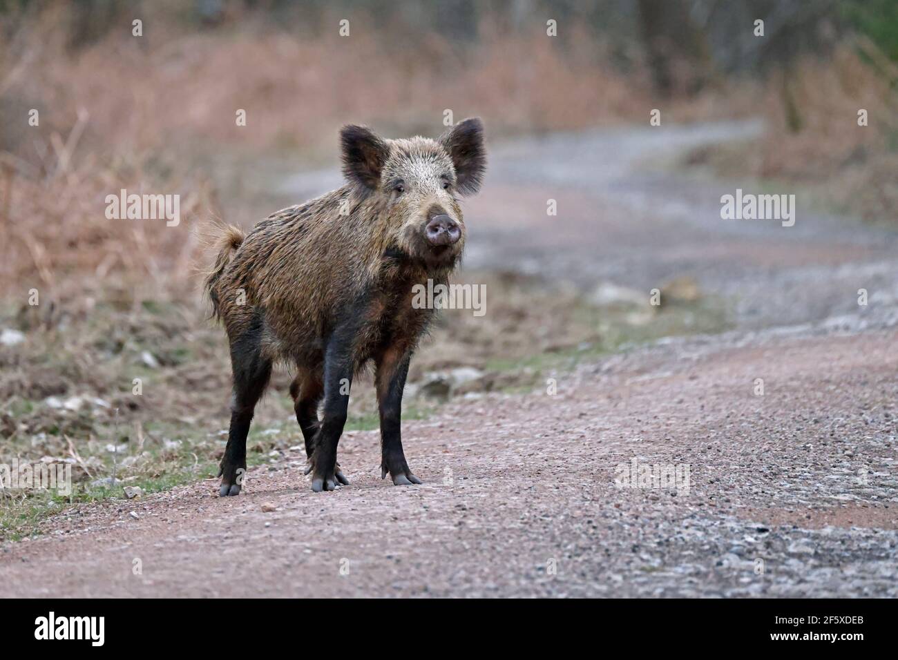 Wild Boar on a forest in the Forest of Dean UK Stock Photo - Alamy