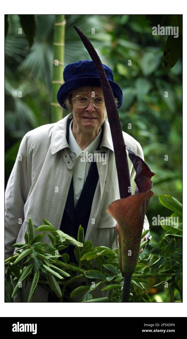 In the Princess of Wales Conservatory at Kew Gardens, Susan Dixon of ...