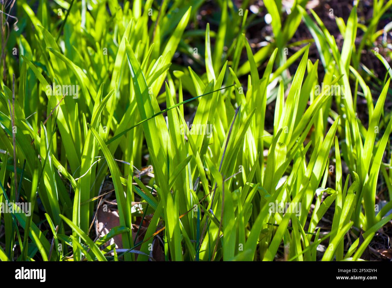 Green grass background, sunlight and green color, shadows and lights ...