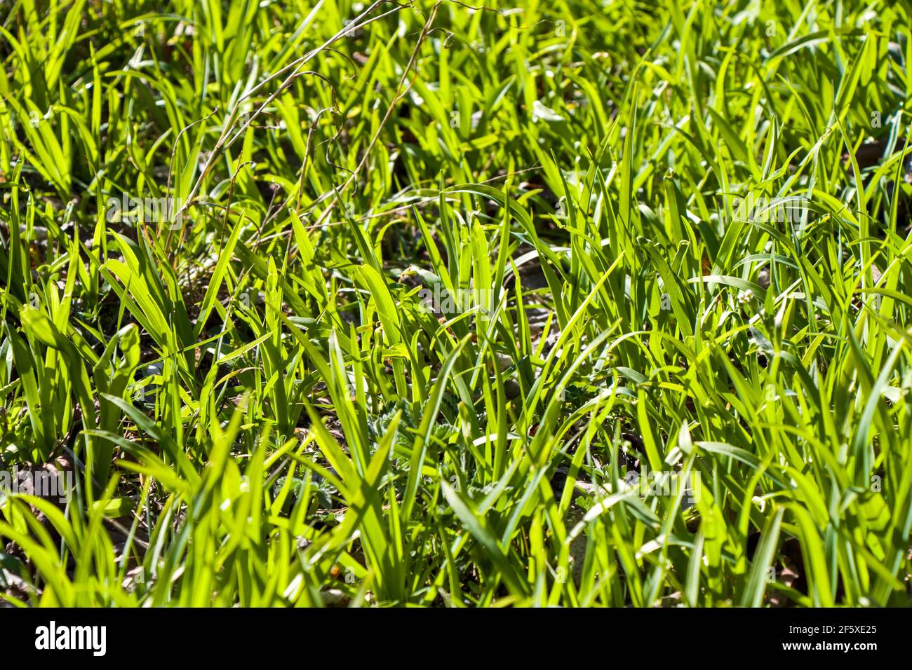 Green grass background, sunlight and green color, shadows and lights ...