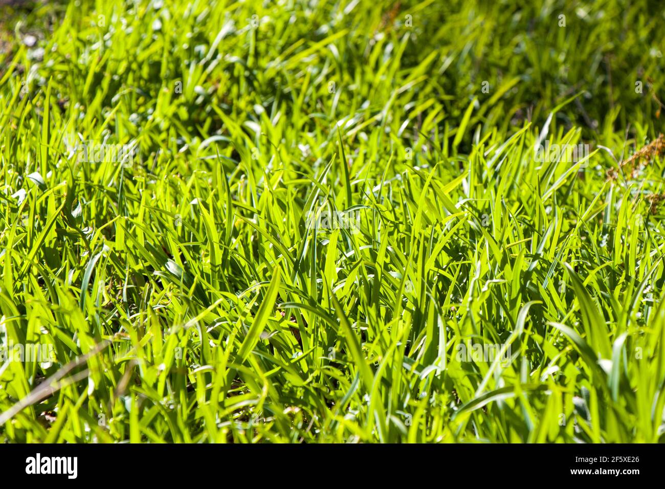 Green grass background, sunlight and green color, shadows and lights ...