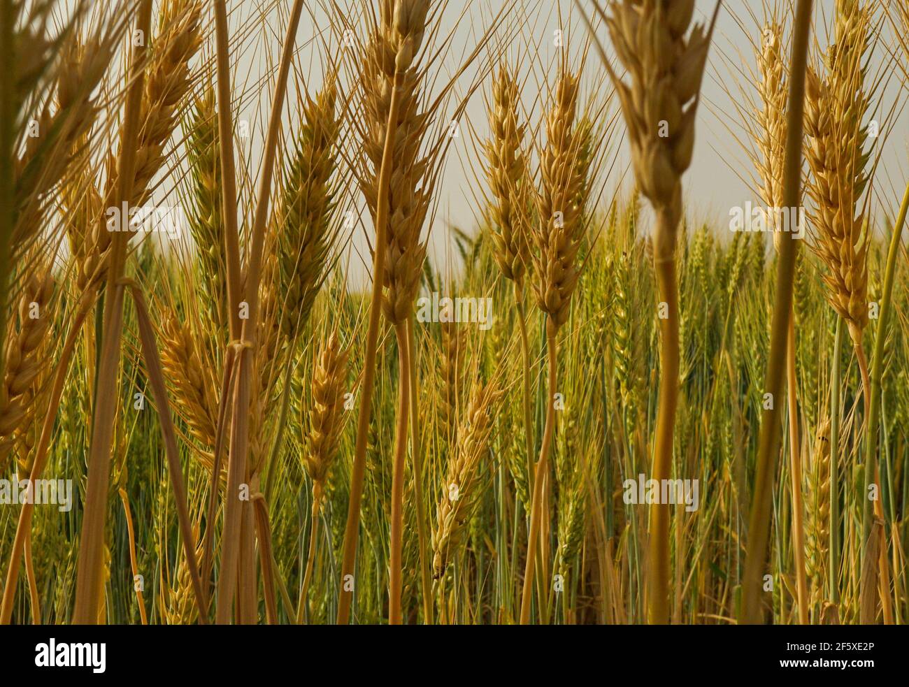 Wheat feild hi-res stock photography and images - Alamy