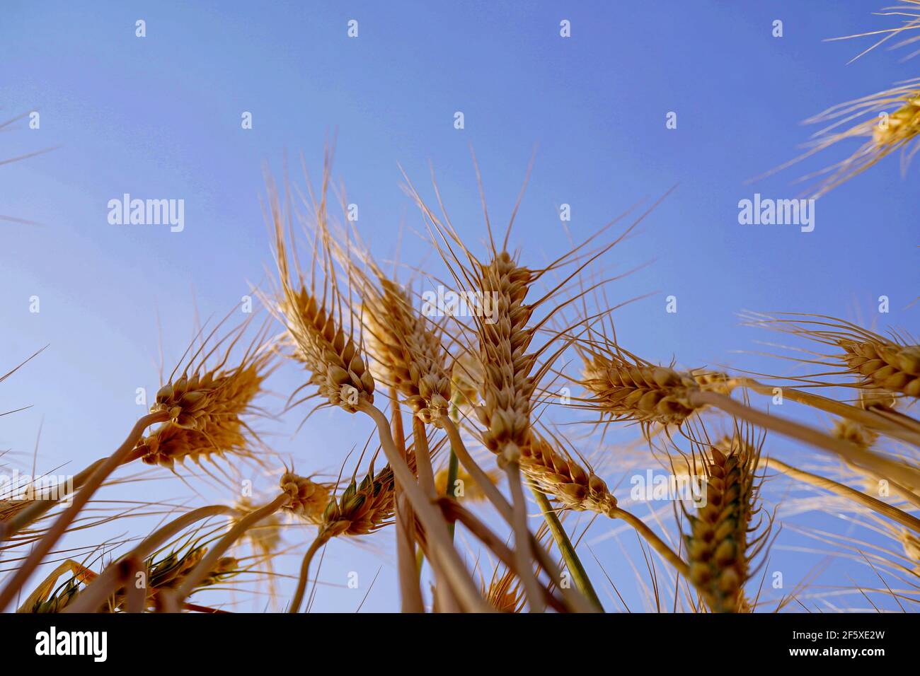 Wheat feild hi-res stock photography and images - Alamy