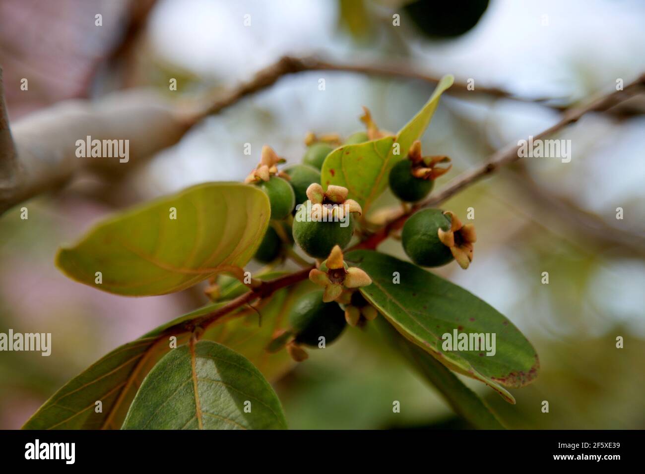 Araca fruit hi-res stock photography and images - Alamy