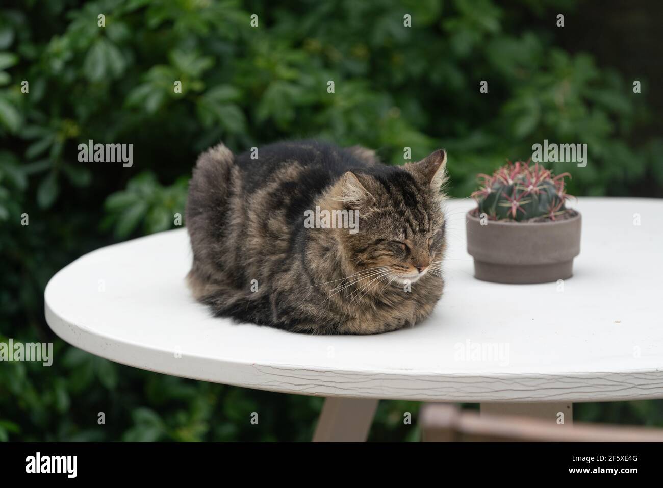 Furry cat hi-res stock photography and images - Alamy