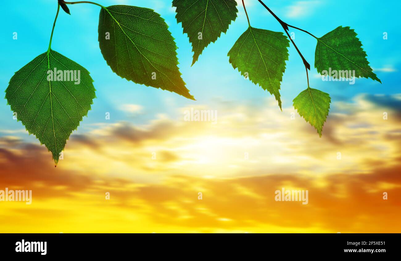 Spring birch branch with green leaves at sunset. Nature background ...