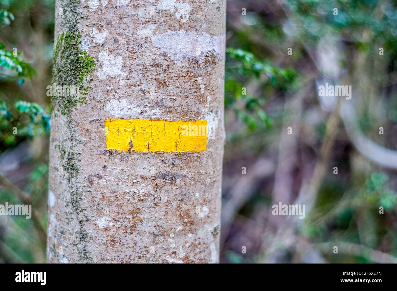 yellow mark on a tree to mark the trail Stock Photo - Alamy