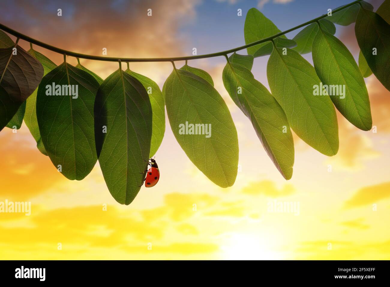 Ladybug on spring leaf of Acacia tree at sunset. Nature background ...