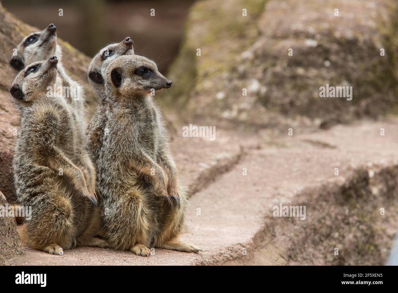 Meerkat group [ Suricata suricatta ] in Paignton Zoo, Devon, UK Stock ...