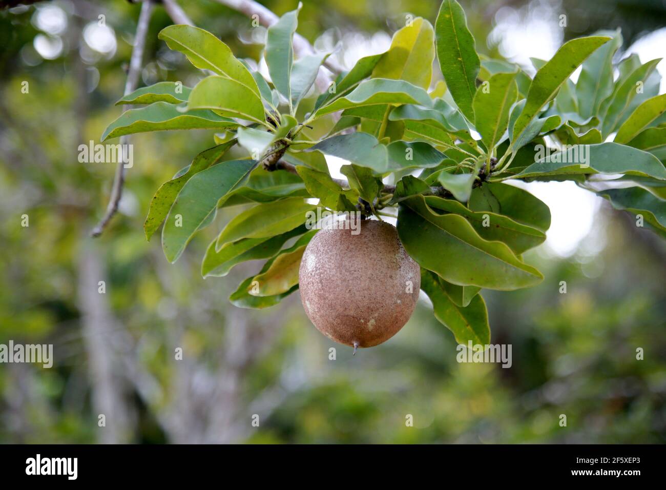 sapota plantation in the countryside in the rural area of Mata de Sao ...