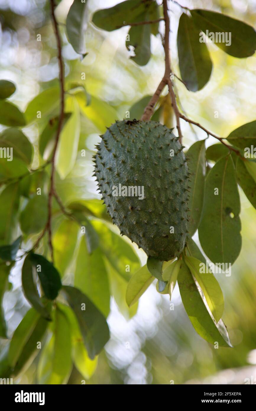 Soursop family hi-res stock photography and images - Alamy