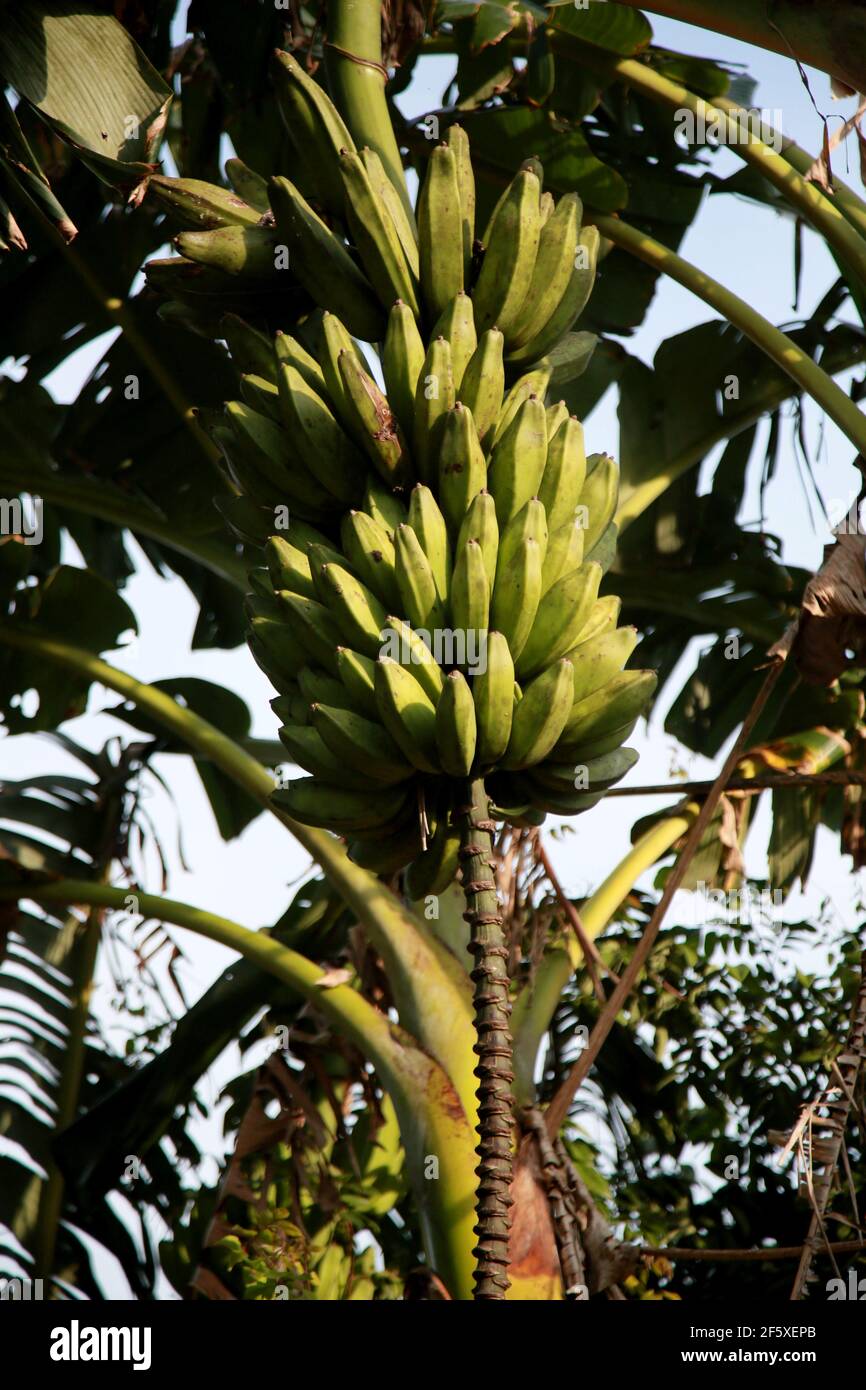 banana plantation in the countryside in the rural area of Mata de Sao ...