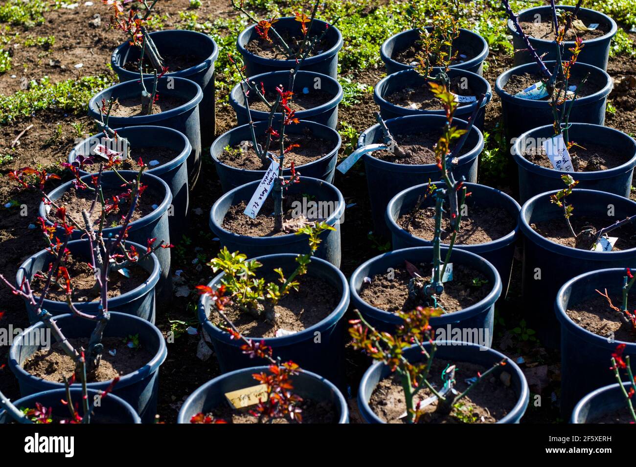 Rose seedlings on the field in the pot, Botanic garden Stock Photo - Alamy