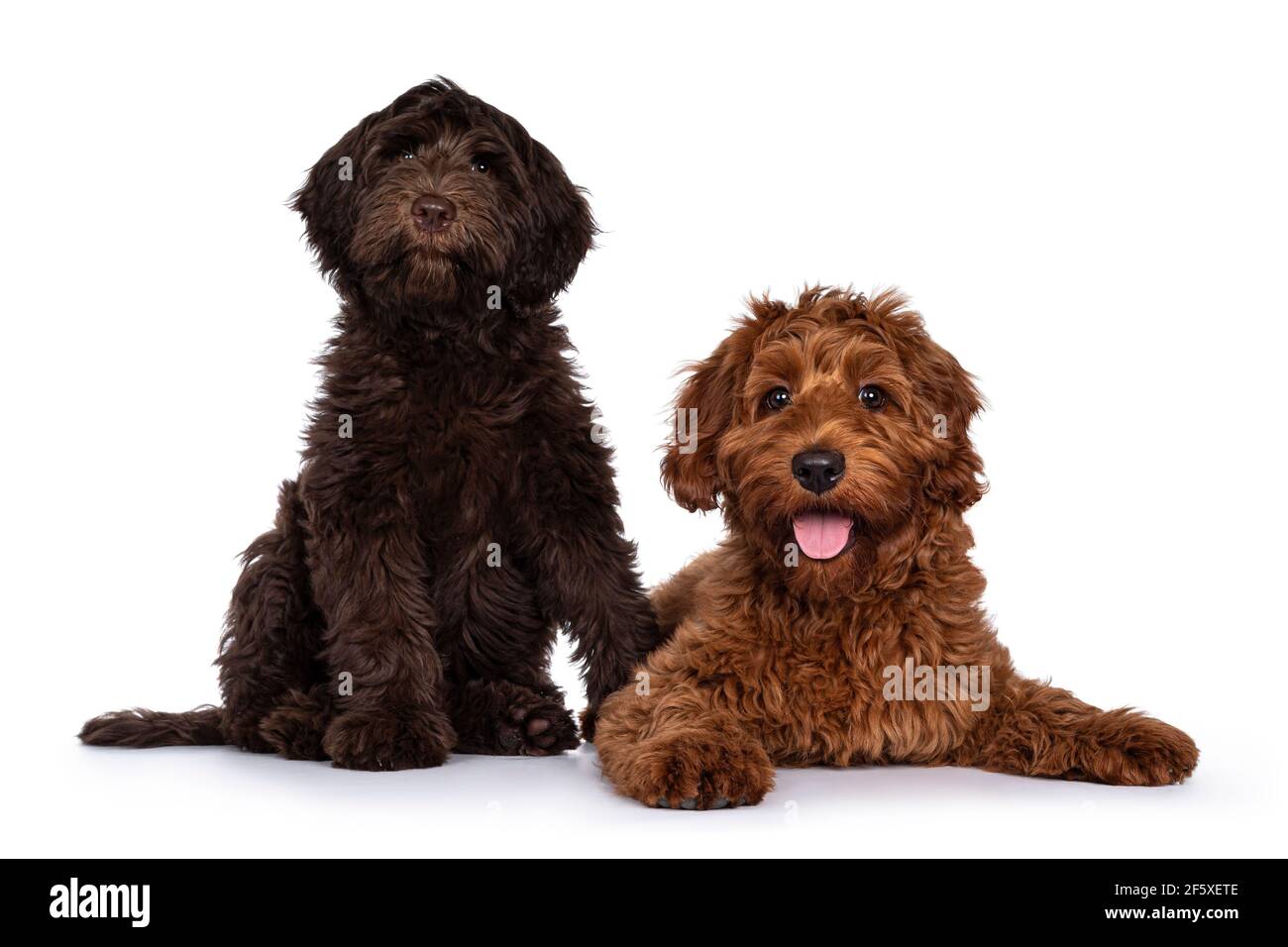 Chocolate Brown Labradoodle Puppy