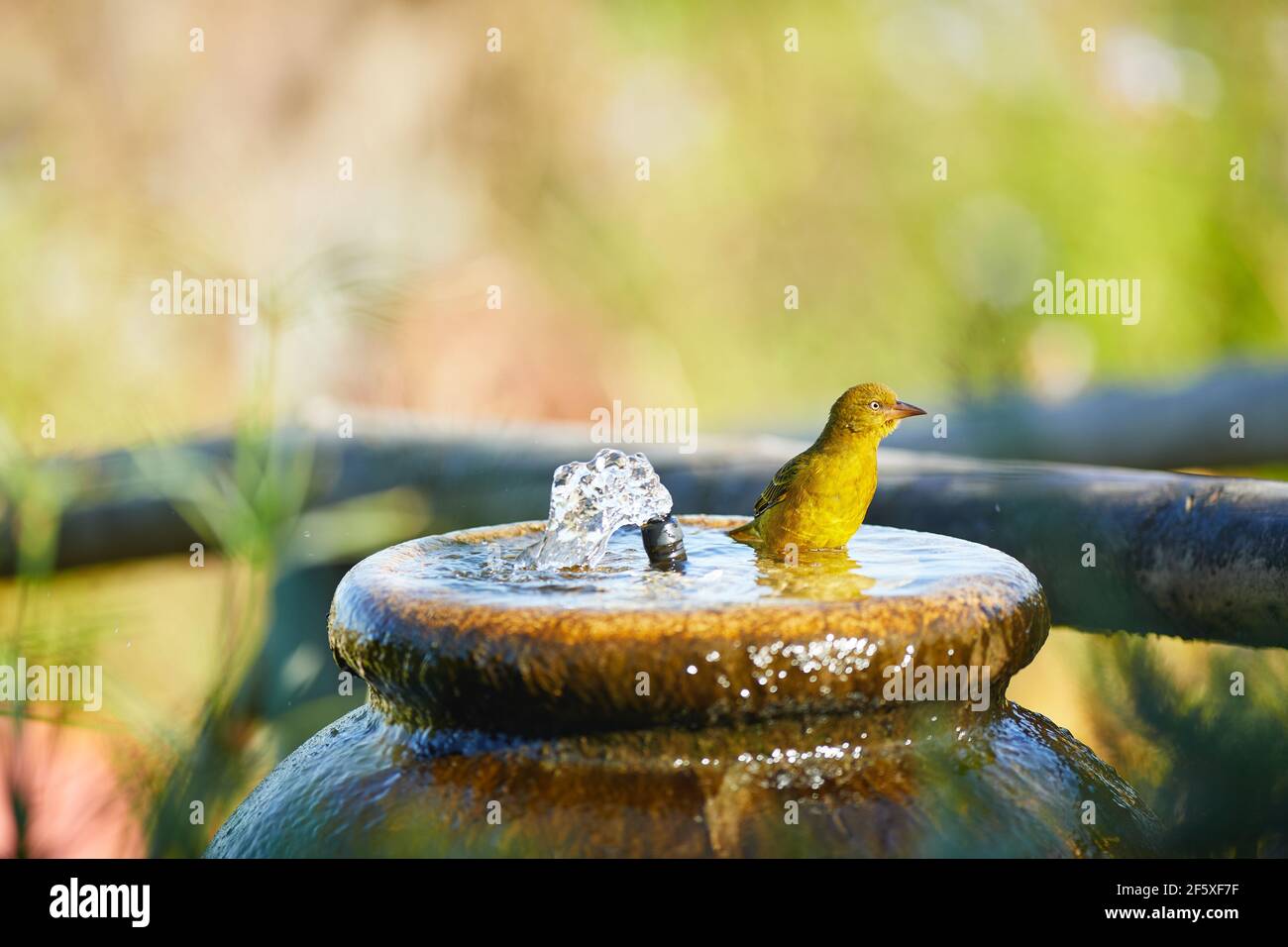 Cape Weaver in water fountain Stock Photo - Alamy