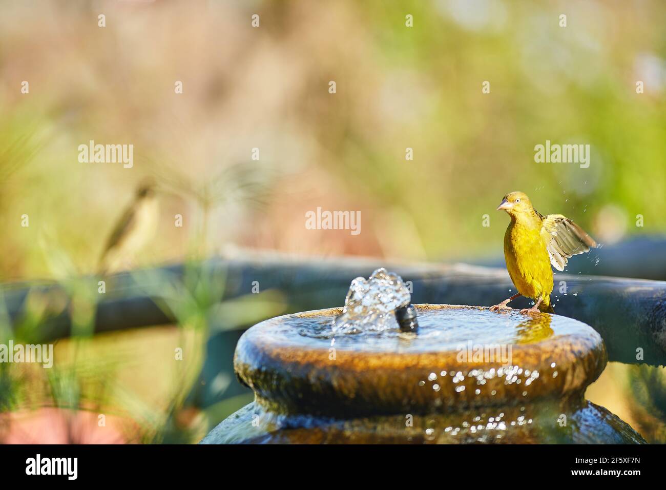 Cape Weaver in water fountain Stock Photo - Alamy