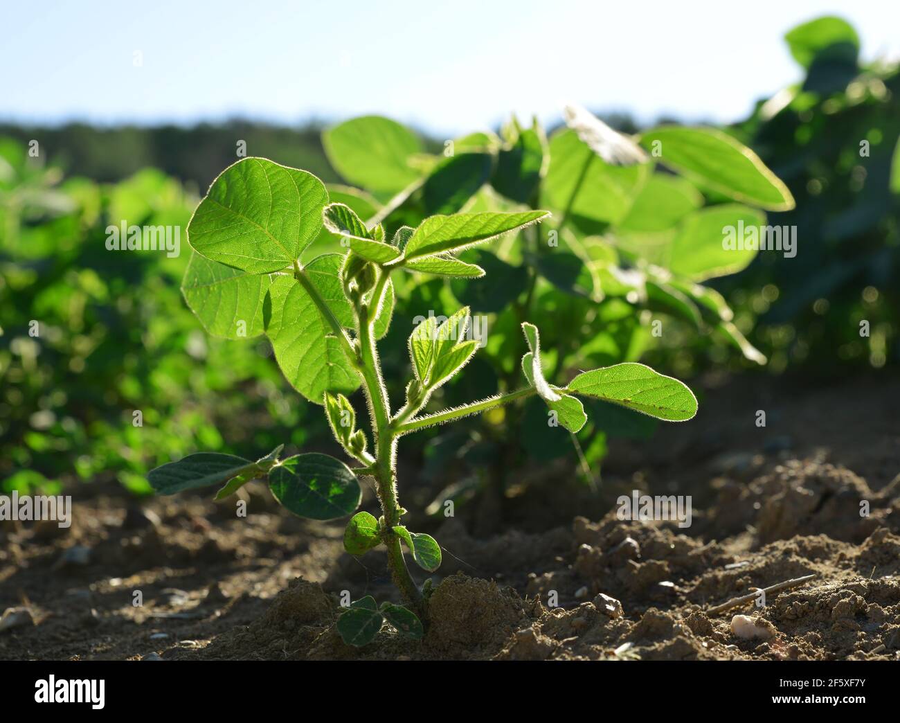 Soy plant field hi-res stock photography and images - Alamy