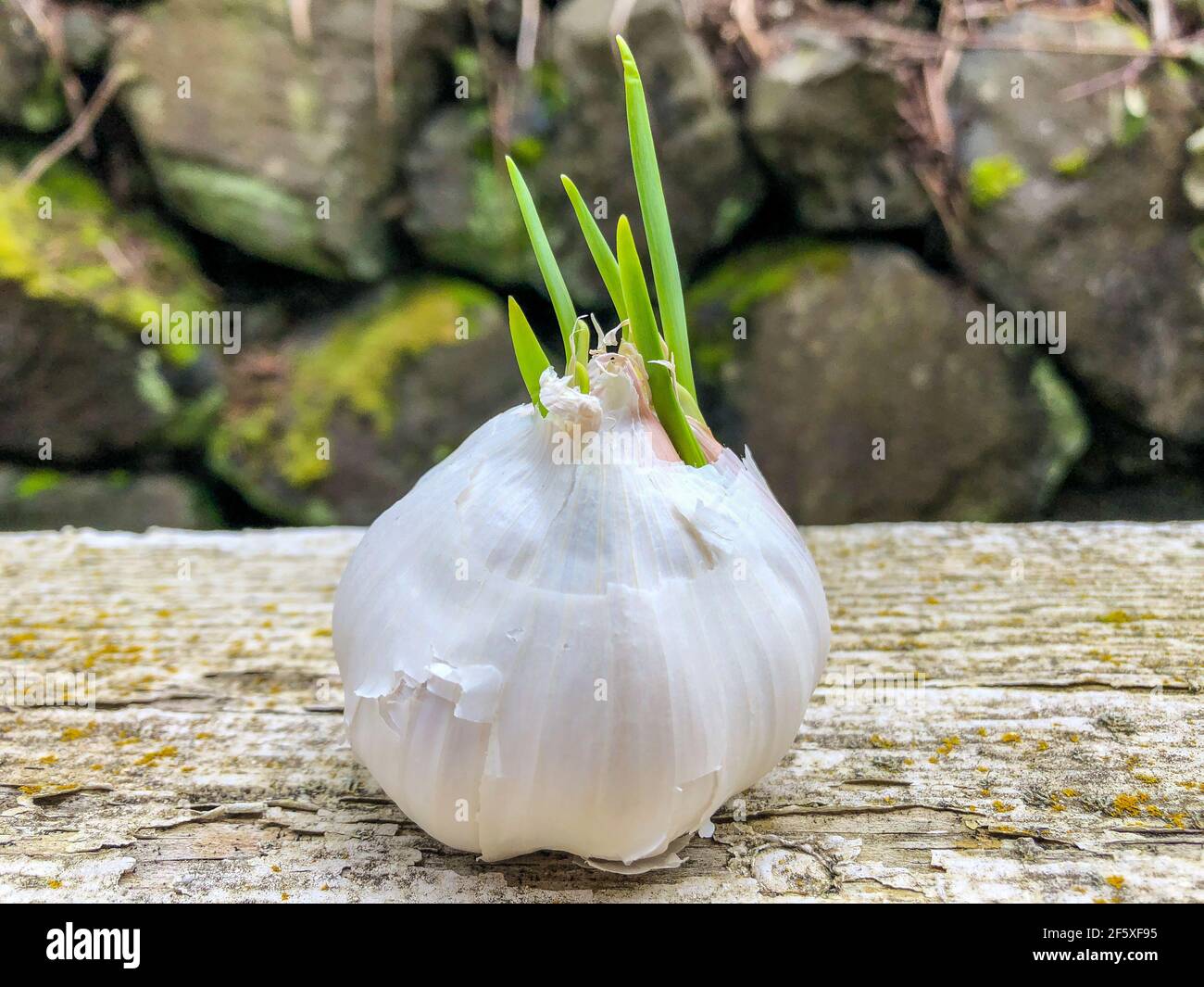 Garlic (Allium sativum) is a species in the onion genus, Allium Stock ...