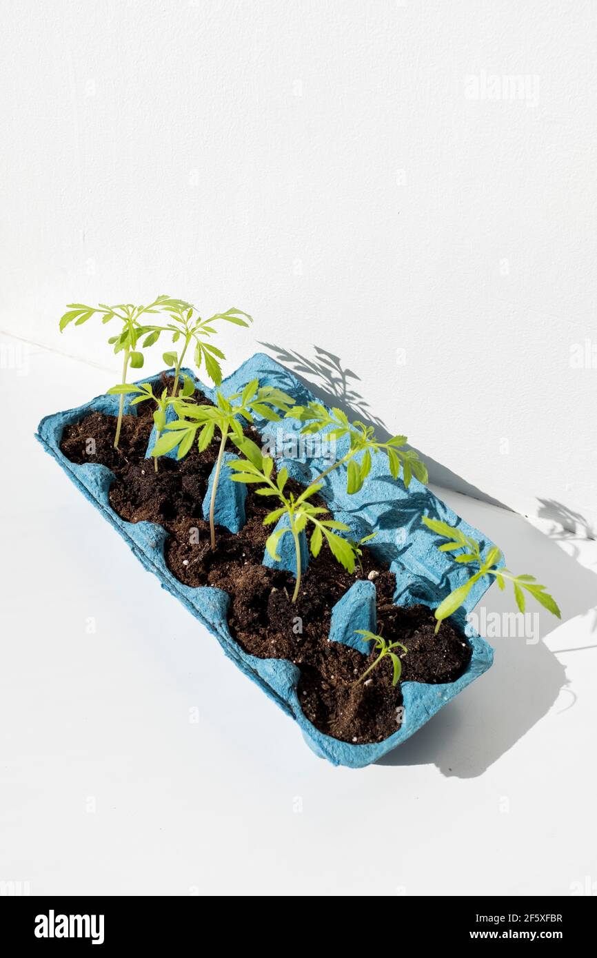 Marigold sprout hi-res stock photography and images - Alamy