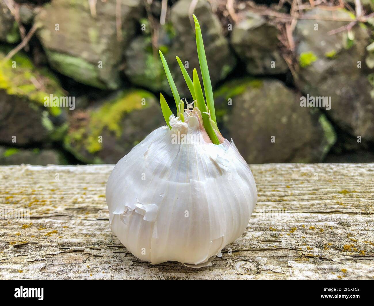 Garlic (Allium sativum) is a species in the onion genus, Allium Stock ...