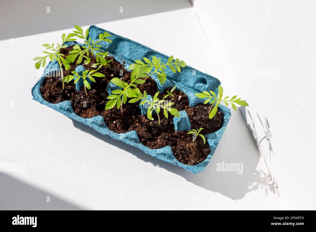 Green sprout sprouts from hi-res stock photography and images - Alamy