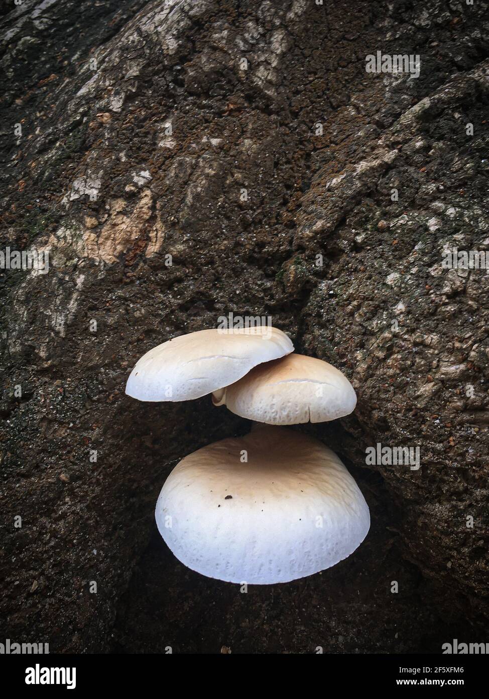 Wild mushroom. Veiled oyster mushroom, Pleurotus dryinus, growing on a ...